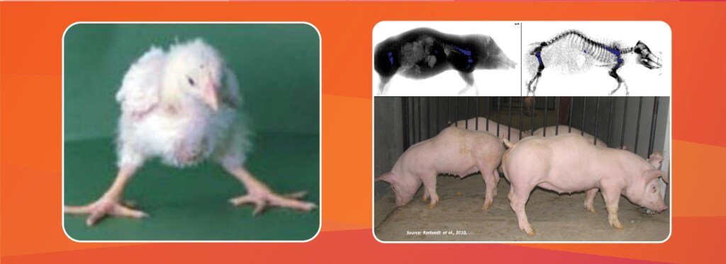 Vitamin A Deficiency In Animals