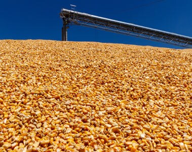 Fumonisins: What are they and what do they do?