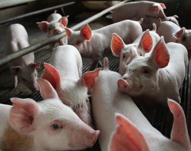 Piglet Management and Feeding Strategies to Protect Post-Weaning Health ...