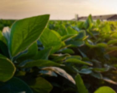 dsm-firmenich ProAct 360™ Now Available for U.S. Poultry Producers