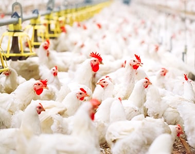 RONOZYME® MultiGrain