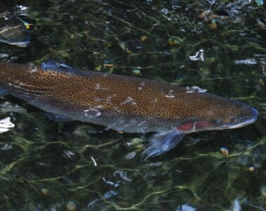 ROVIMIX® STAY-C®35