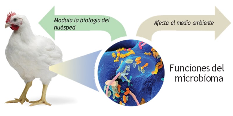 No es solo una colección de microbios: el microbioma es un órgano de ...
