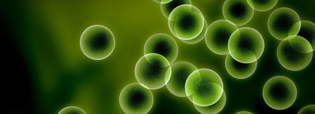 Microscopic Algae