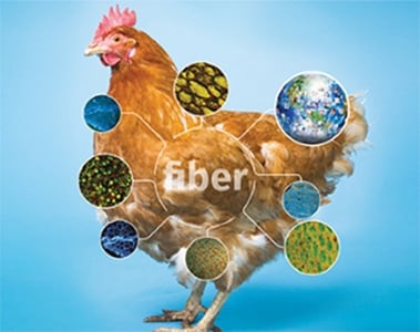 Managing fiber better in feed formulation – essential for sustainable ...