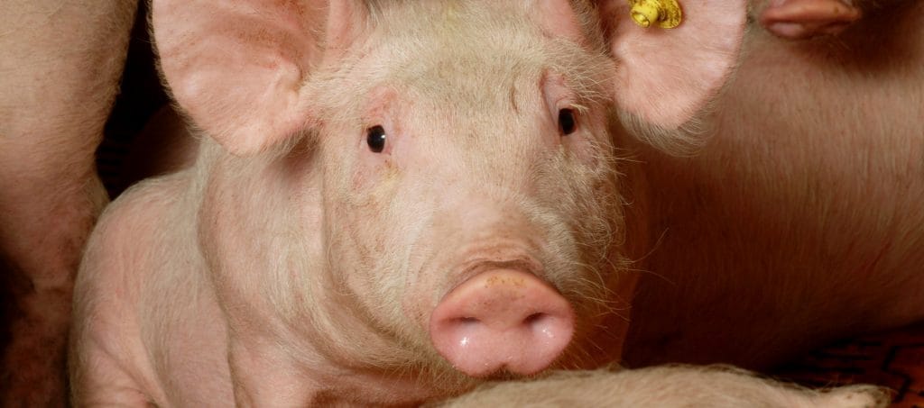 Vitamin A Deficiency In Animals