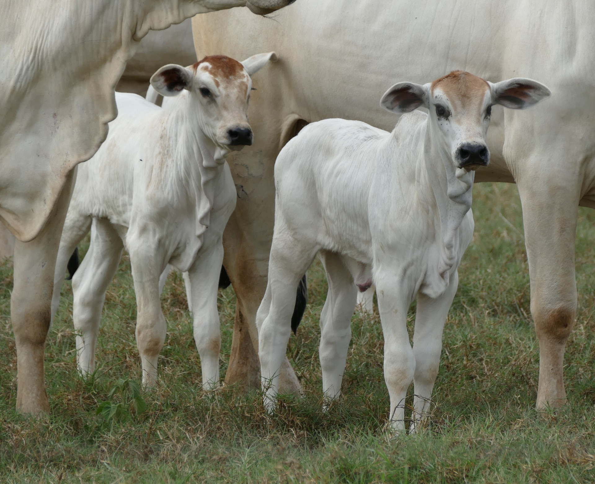 Manejo nutricional de bezerros de corte com alta eficiência produtiva e ...